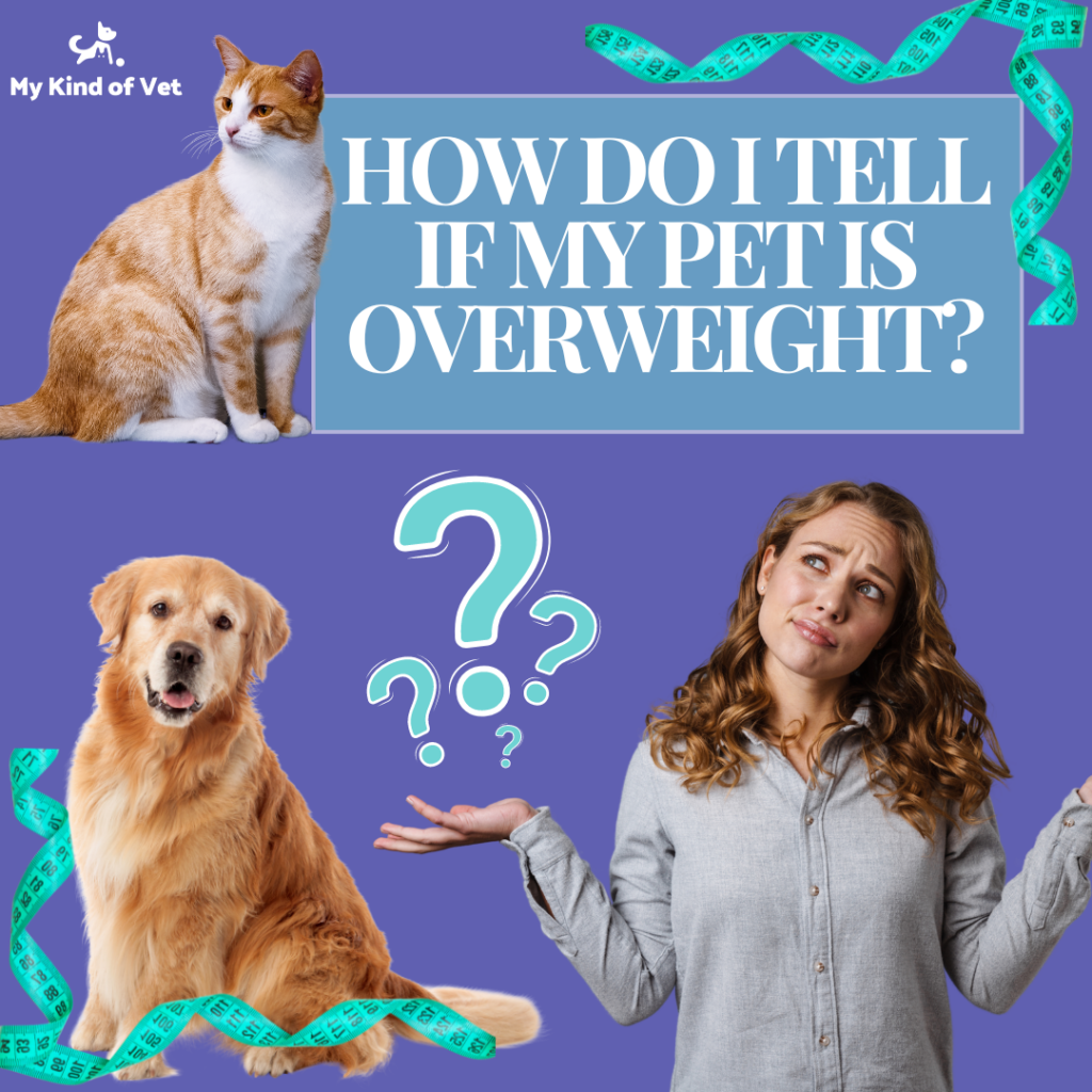 Pet Weight & Nutrition - My Kind of Vet Pet Weight & Nutrition