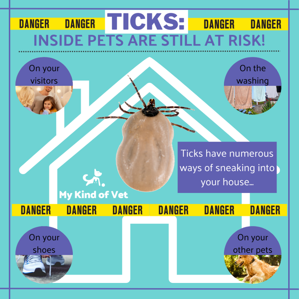 Paralysis Ticks & Other Parasites - My Kind of Vet Paralysis Ticks ...