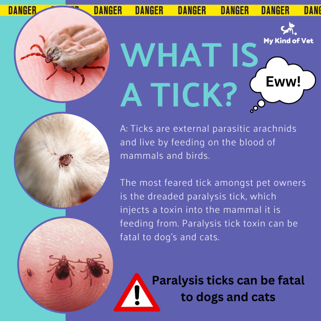 Paralysis Ticks & Other Parasites - My Kind of Vet Paralysis Ticks ...