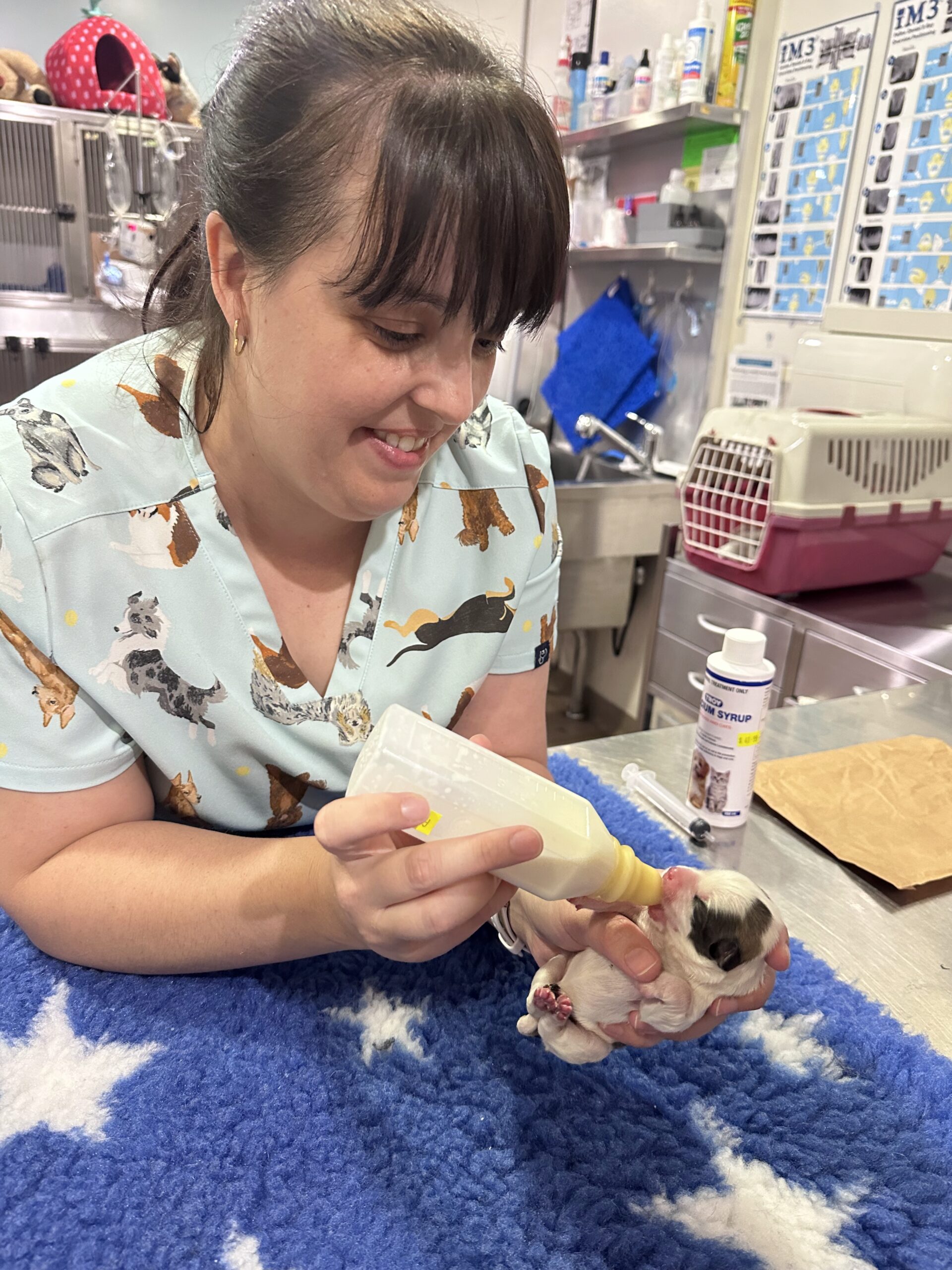 My Kind of Vet | Mobile Vet Gold Coast | In-Clinic Vet Ormeau